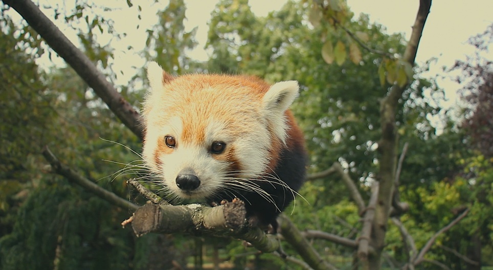 Vörös panda - videó - Mozaik digitális oktatás és tanulás