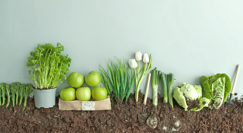 Seme o frutto? - Lezione digitale - Insegnamento e apprendimento ...