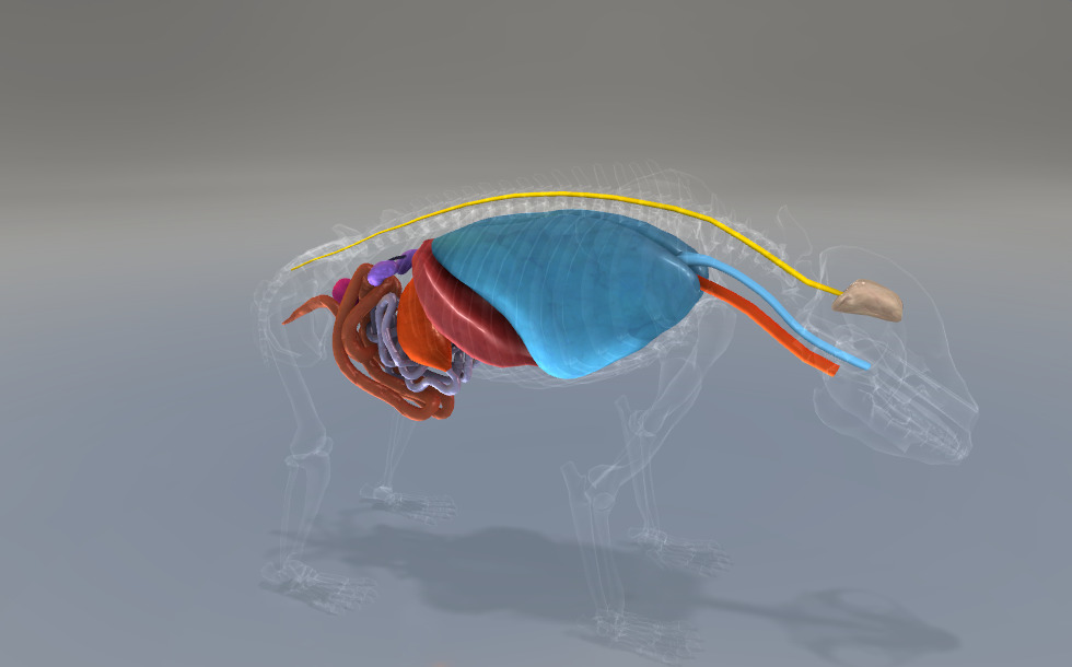 Panda gigante - scena 3D - Insegnamento e apprendimento digitale Mozaik