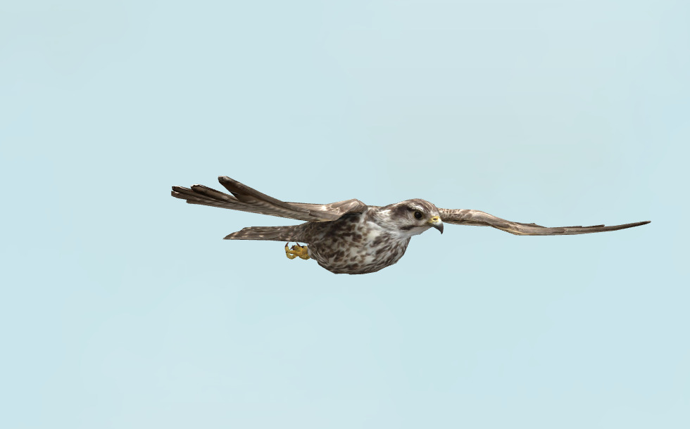 Falco sacro - animazione 3D - Insegnamento e apprendimento digitale Mozaik