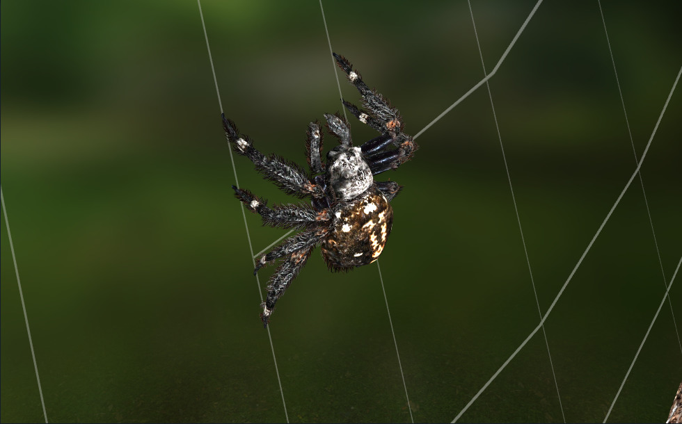 Seta di ragno, ragnatela - animazione 3D - Insegnamento e apprendimento ...