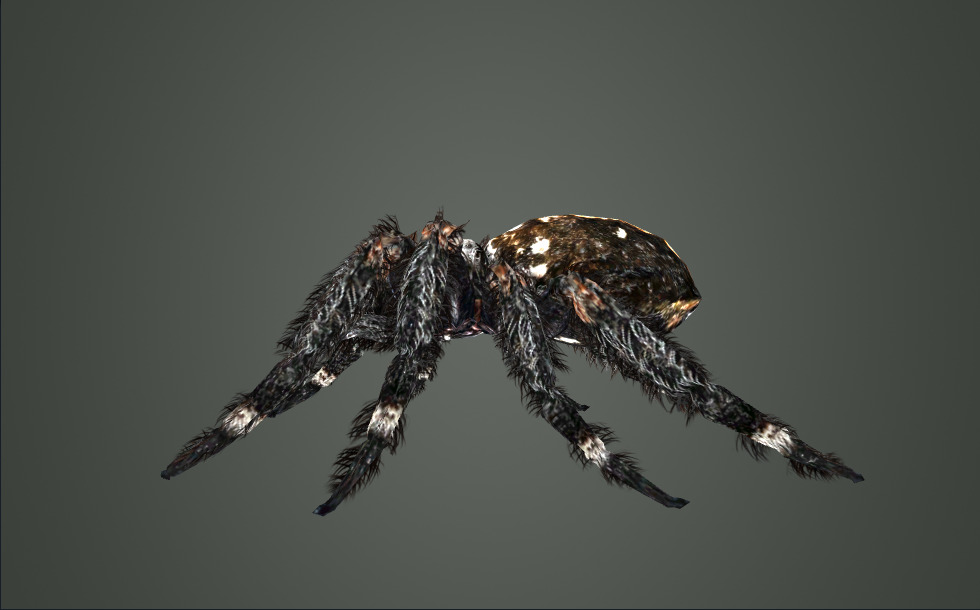 Seta di ragno, ragnatela - animazione 3D - Insegnamento e apprendimento ...