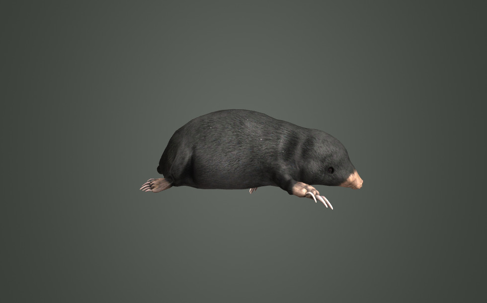 Talpa europea - animazione 3D - Insegnamento e apprendimento digitale ...