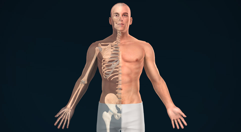 Piani, assi e direzioni anatomiche - scena 3D - Insegnamento e ...