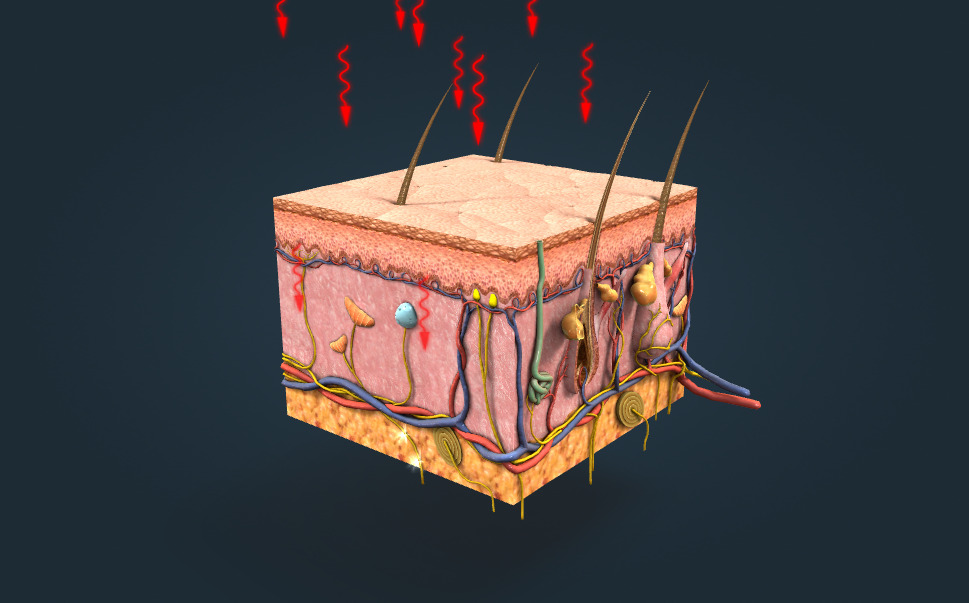 Gli strati della pelle e le percezioni cutanee - animazione 3D ...