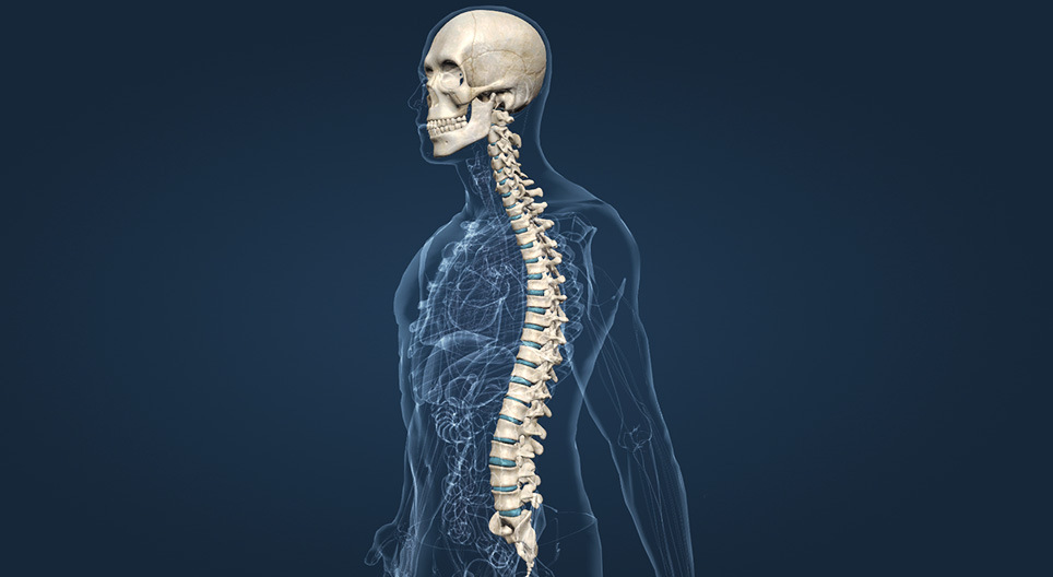 Il cranio e la colonna vertebrale - scena 3D - Insegnamento e ...