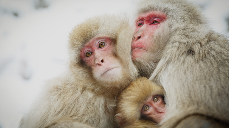 Japán makákó - video - Insegnamento e apprendimento digitale Mozaik