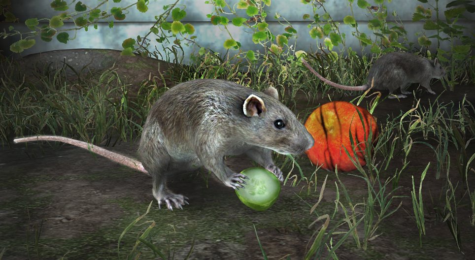 Brown rat - 3D 애니메이션 - Mozaik 디지털 교육과 공부