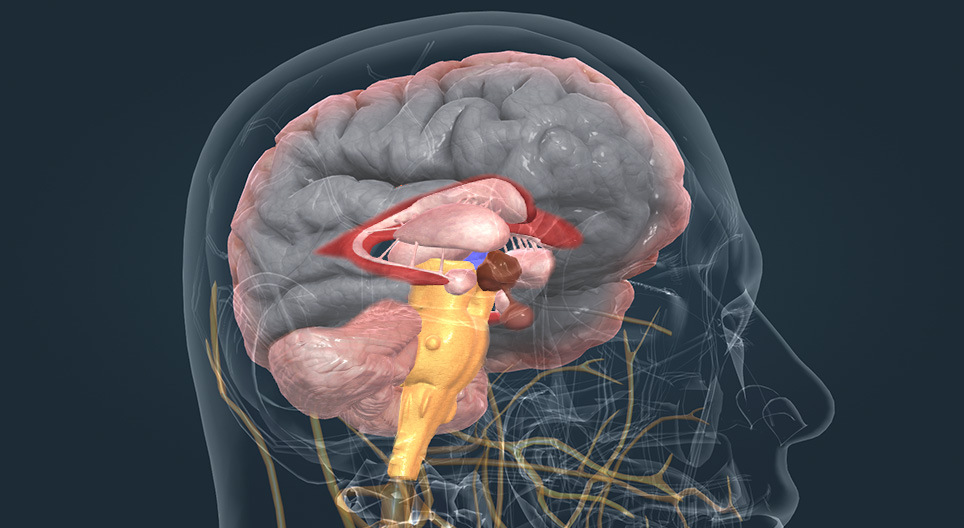 The ventricular system and the main brain regions - 3D vaizdas ...
