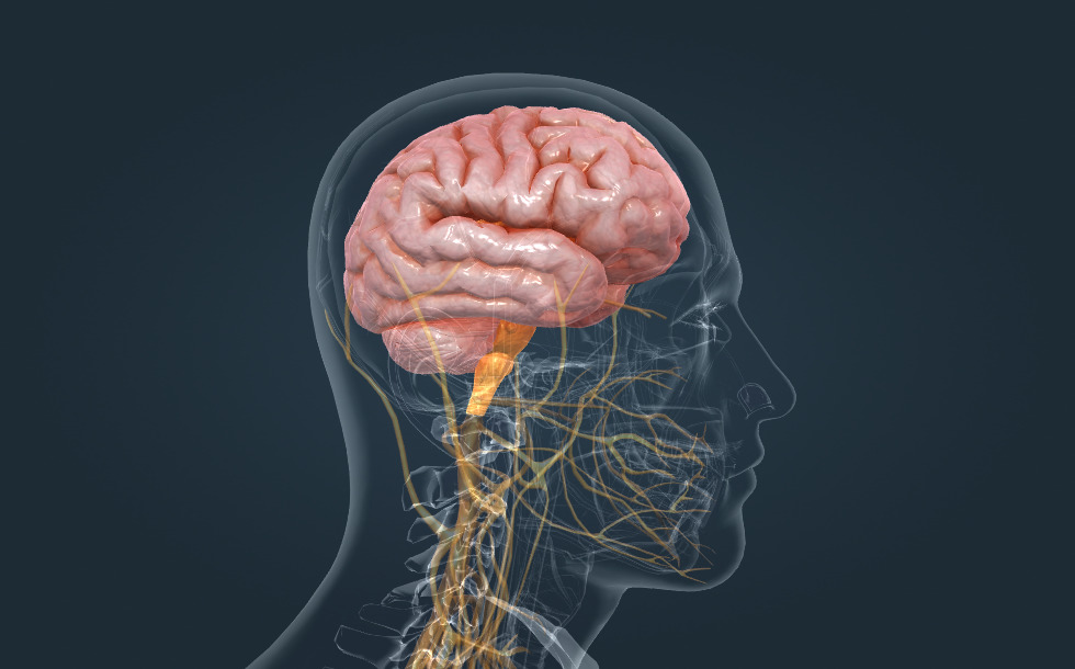 The ventricular system and the main brain regions - 3D vaizdas ...