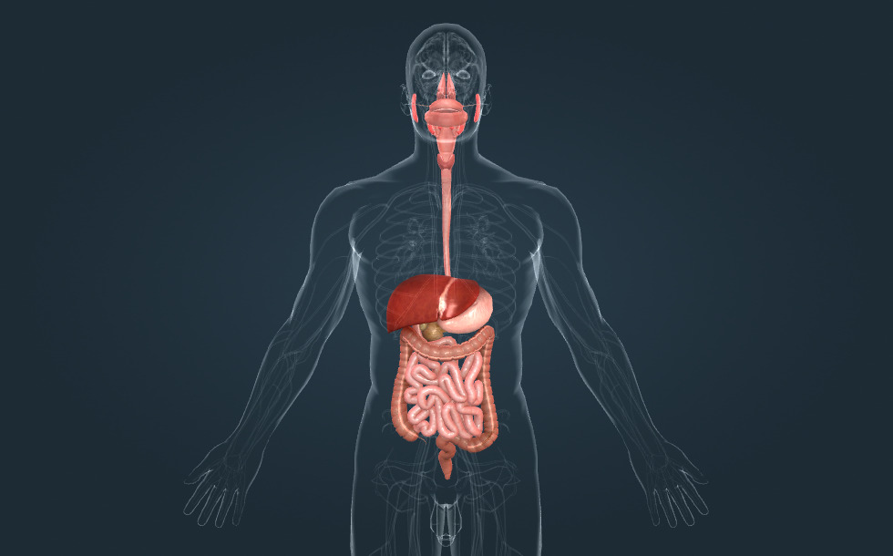 Anatomy of the small intestine - 3D vaizdas - „Mozaik“ skaitmeninis ...