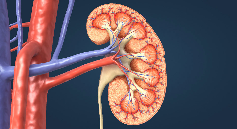 The adrenal glands - 3D vaizdas - „Mozaik“ skaitmeninis išsilavinimas ...