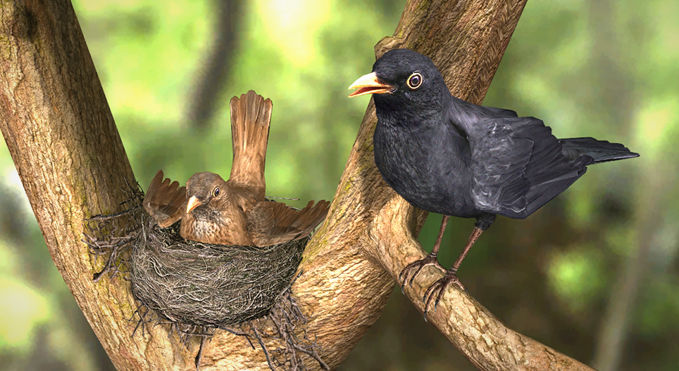 The life cycle of vertebrates - 3D aina - MOZAIK Digitālā izglītība un ...