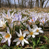 Crocus reticulatus - imagen - Educación digital y aprendizaje Mozaik