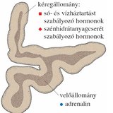 A mellékvese részei és hormontermelése - imagen - Educación digital y ...