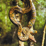 Reticulated python - image - Mozaik Digital Education and Learning