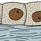 Epitelio cúbico - imagen - Educación digital y aprendizaje Mozaik