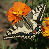 Common yellow swallowtail - image - Mozaik Digital Education and Learning