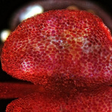 Mirabilis pollen sack, opened (optical microscope) - image - Mozaik ...