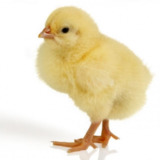 PILE - slika - Mozaik digitalno obrazovanje i učenje