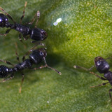 Formicidae - image - Mozaik Digital Education and Learning