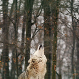 Howling wolf - image - Mozaik Digital Education and Learning