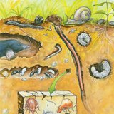 Soil-dwelling organisms - image - Mozaik Digital Education and Learning