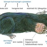 A vakond felépítése - image - Mozaik Digital Education and Learning