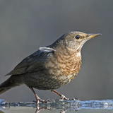 Common blackbird (female) - image - Mozaik Digital Education and Learning