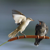 Great reed warbler feeding Common cuckoo chick - image - Mozaik Digital ...