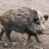 Wild boar - image - Mozaik Digital Education and Learning