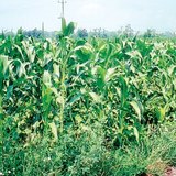 Maizal - imagen - Educación digital y aprendizaje Mozaik