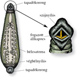 Orvosi pióca - image - Mozaik Digital Education and Learning