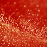 Tomate enmohecido - imagen - Educación digital y aprendizaje Mozaik