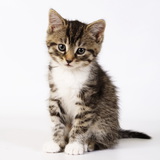 Gatito - imagen - Educación digital y aprendizaje Mozaik