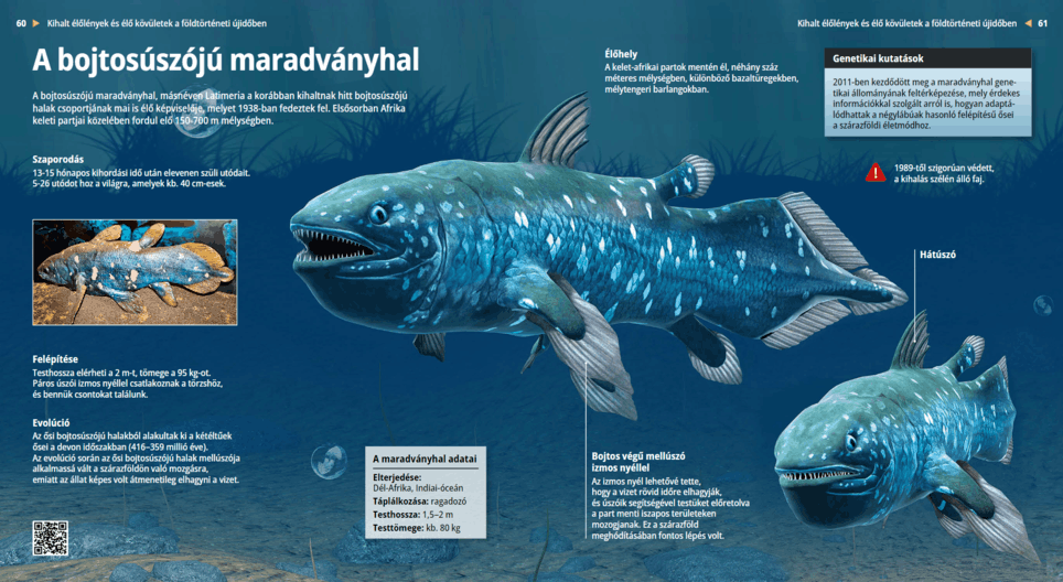 West Indian Ocean Coelacanth - Digital lesson - Mozaik Digital ...