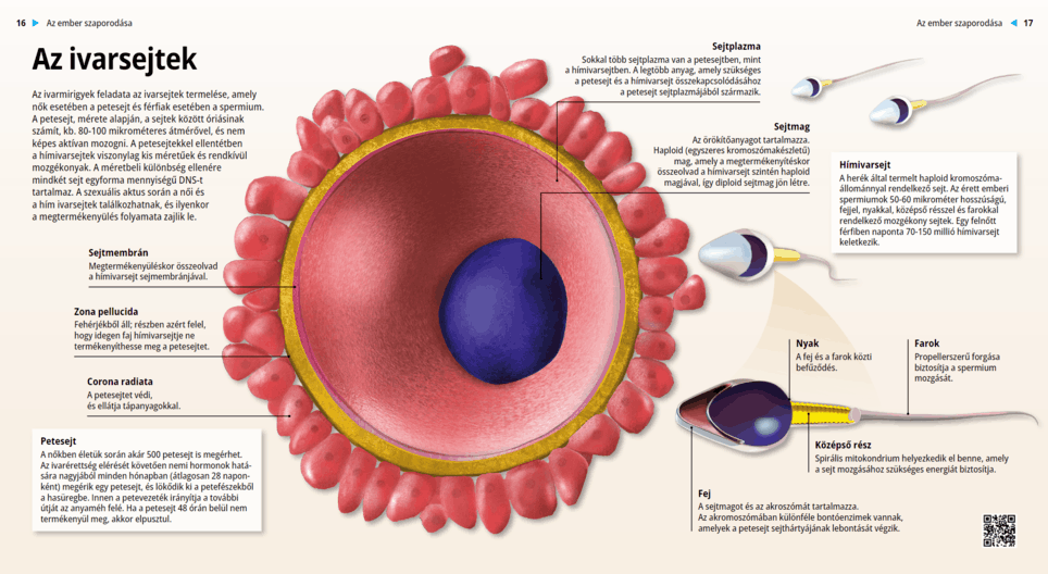 Gametes - Digital lesson - Mozaik Digital Education and Learning