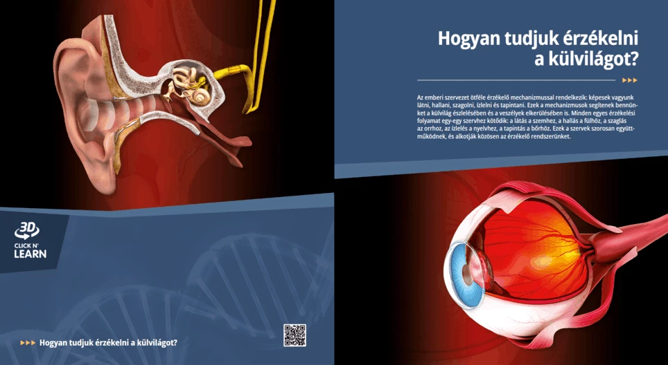 How Do We Sense the World Around Us? - Digital lessons - Mozaik Digital ...