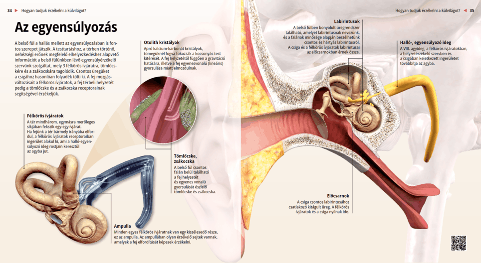 The Sense of Balance - Digital lessons - Mozaik Digital Education and ...