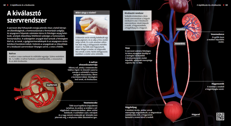 The Urinary System - Digital lesson - Mozaik Digital Education and Learning