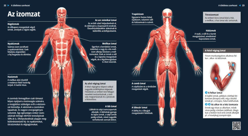 Muscles - Digital lesson - Mozaik Digital Education and Learning