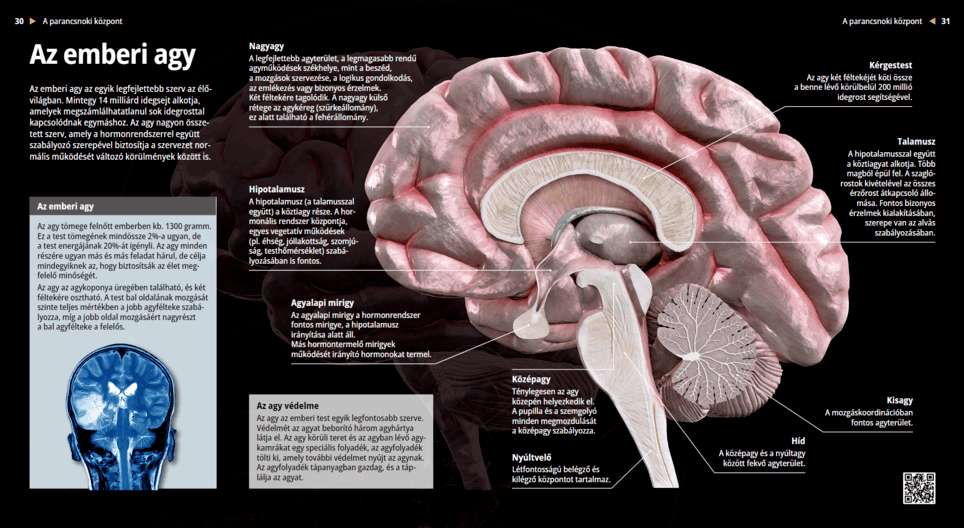 The Human Brain - Digital lessons - Mozaik Digital Education and Learning