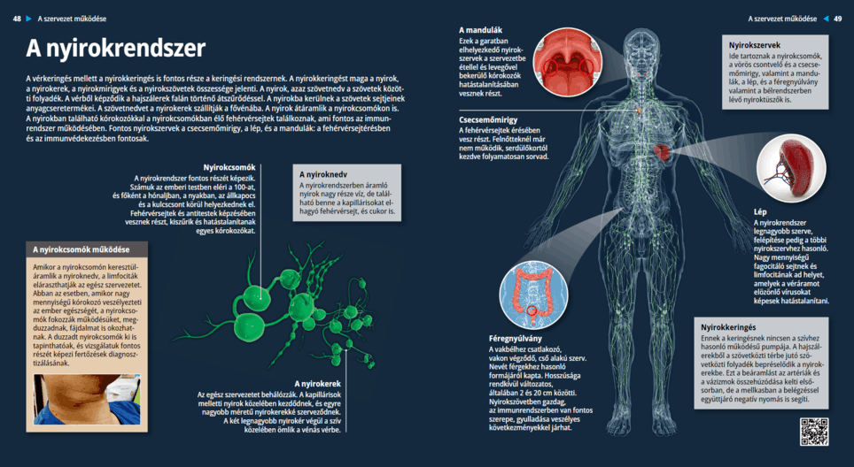 The Lymphatic System - Digital lessons - Mozaik Digital Education and ...