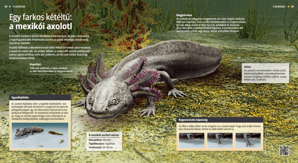 The Axolotl: An Oddball Amphibian - Digital lesson - Mozaik Digital ...