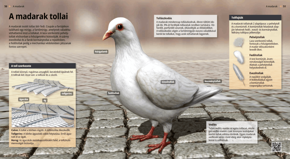 A madarak tollai - Digital lesson - Mozaik Digital Education and Learning
