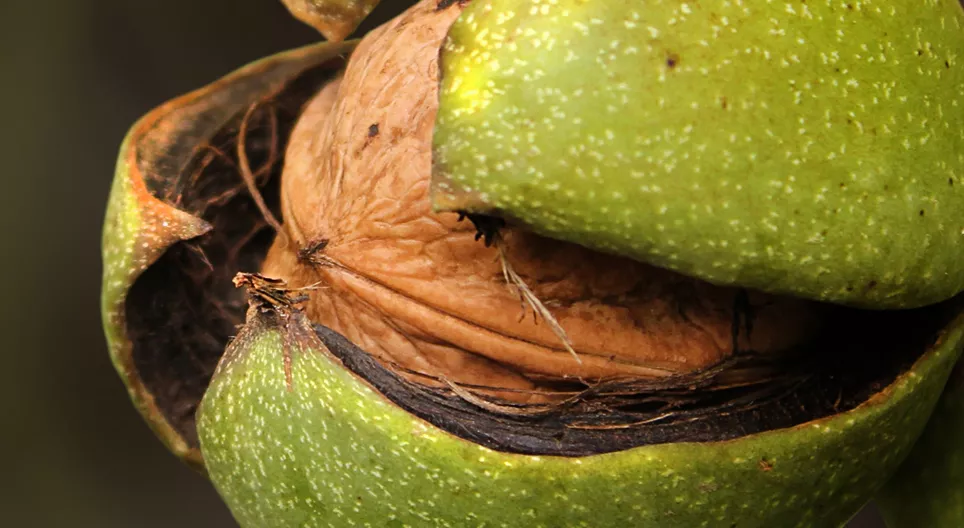 Plant a walnut tree for your grandchildren - Digital lessons - Mozaik ...