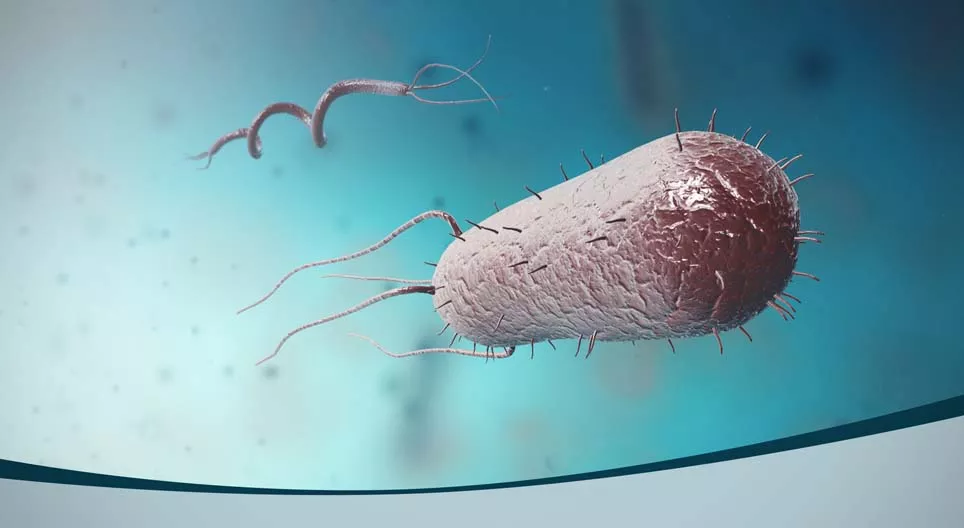 What size are bacteria? - Digital lesson - Mozaik Digital Education and ...