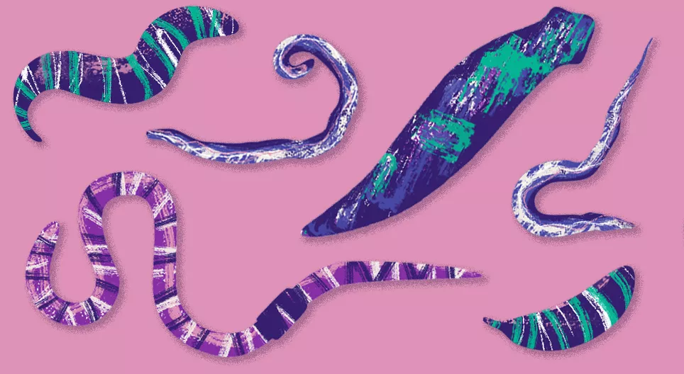 Invisible animals: worms - Digital lessons - Mozaik Digital Education and Learning