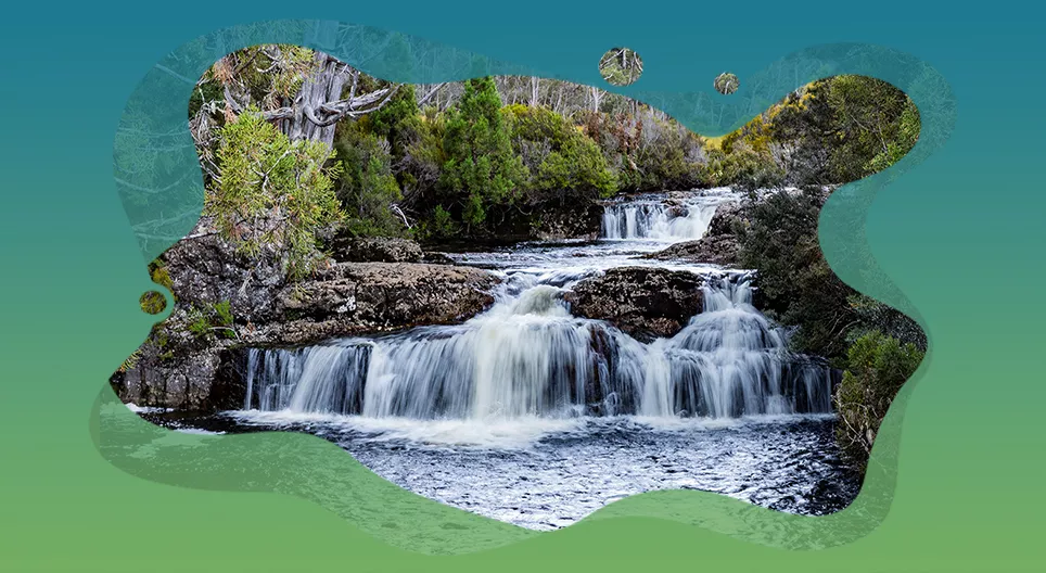 Aquatic microorganisms - Digital lesson - Mozaik Digital Education and Learning