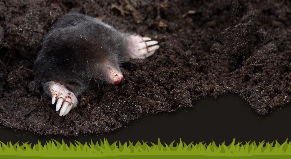 The European mole - Digital lesson - Mozaik Digital Education and Learning